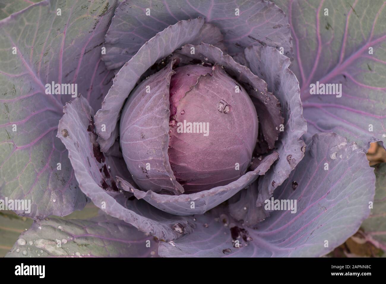 Pianta di cavolo invernale immagini e fotografie stock ad alta ...