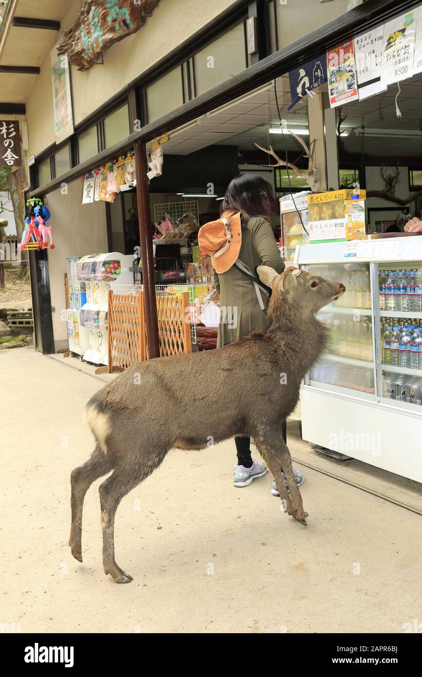 Cervo sika giappone immagini e fotografie stock ad alta risoluzione - Alamy