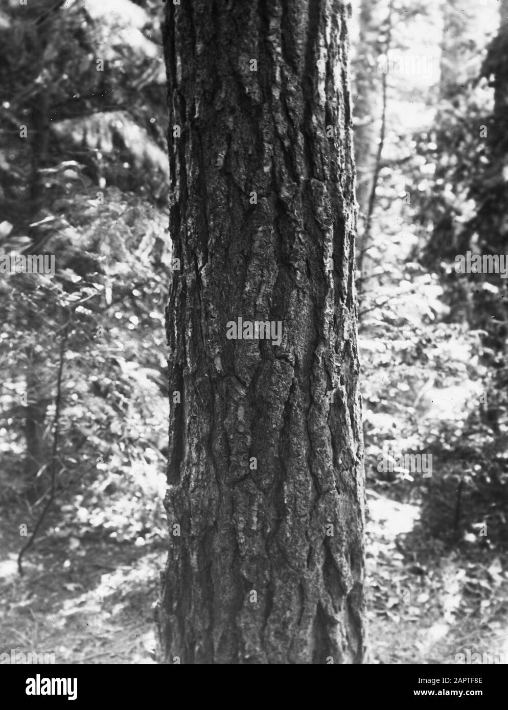 Legno di conifere, alberi, foreste, viali, botaniche, pinus nigra ...