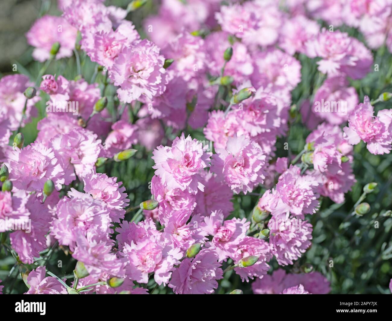 Garofano garofano dianthus immagini e fotografie stock ad alta ...
