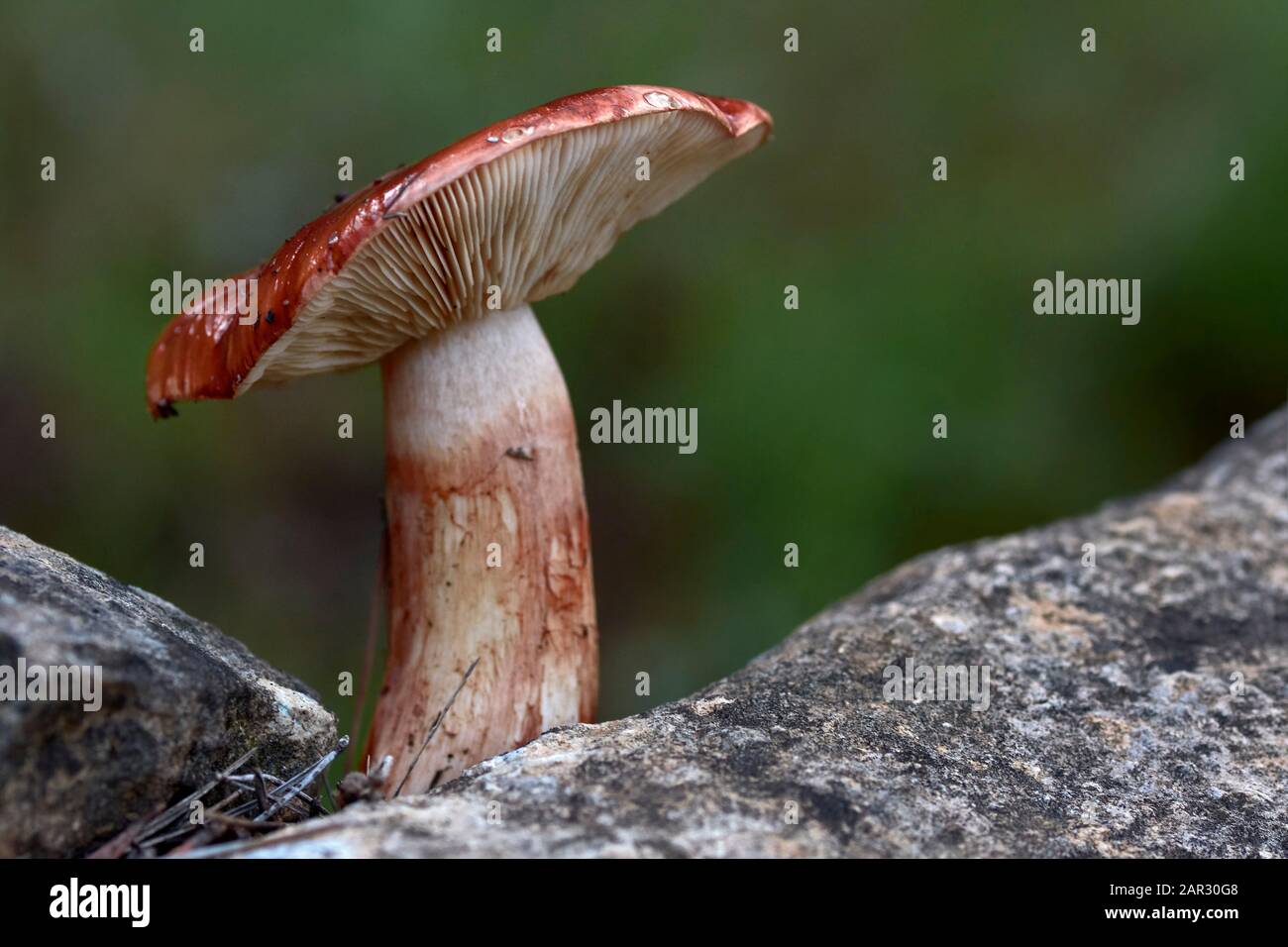 Russula fungus fungi mushroom immagini e fotografie stock ad alta ...