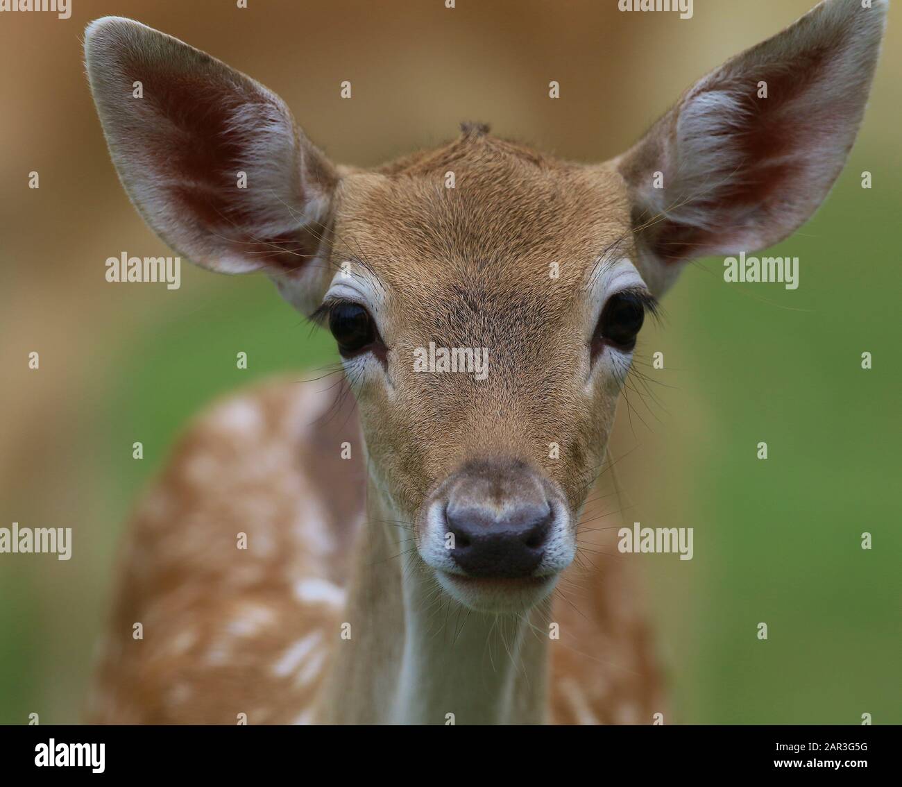 Cervo sopracciglia immagini e fotografie stock ad alta risoluzione - Alamy