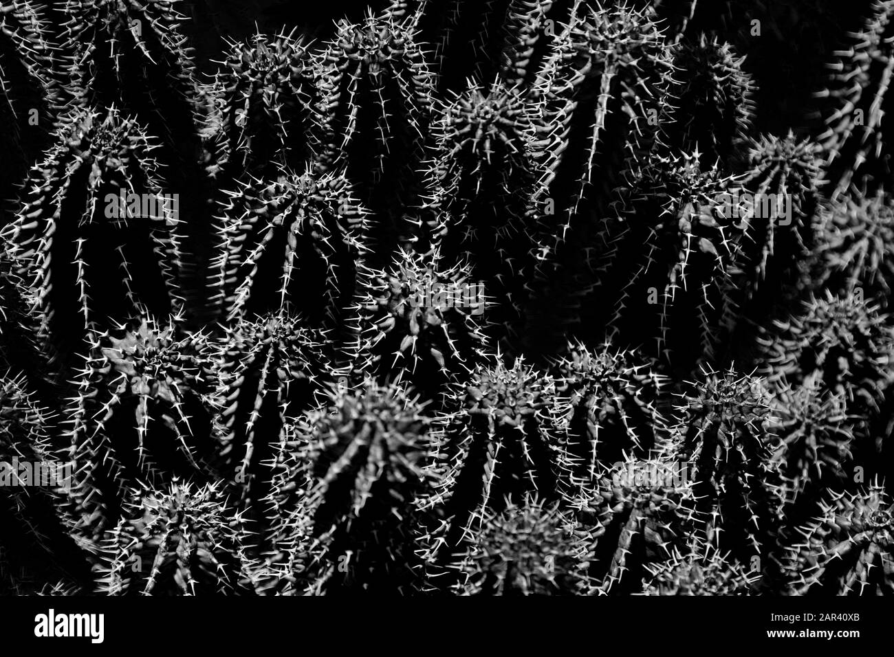Piante su scala Foto e Immagini Stock in Bianco e Nero - Alamy