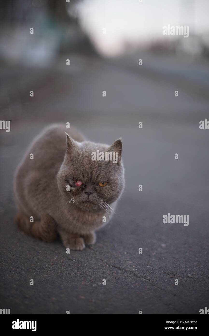 Prolasso della ghiandola lacrimale immagini e fotografie stock ad alta ...