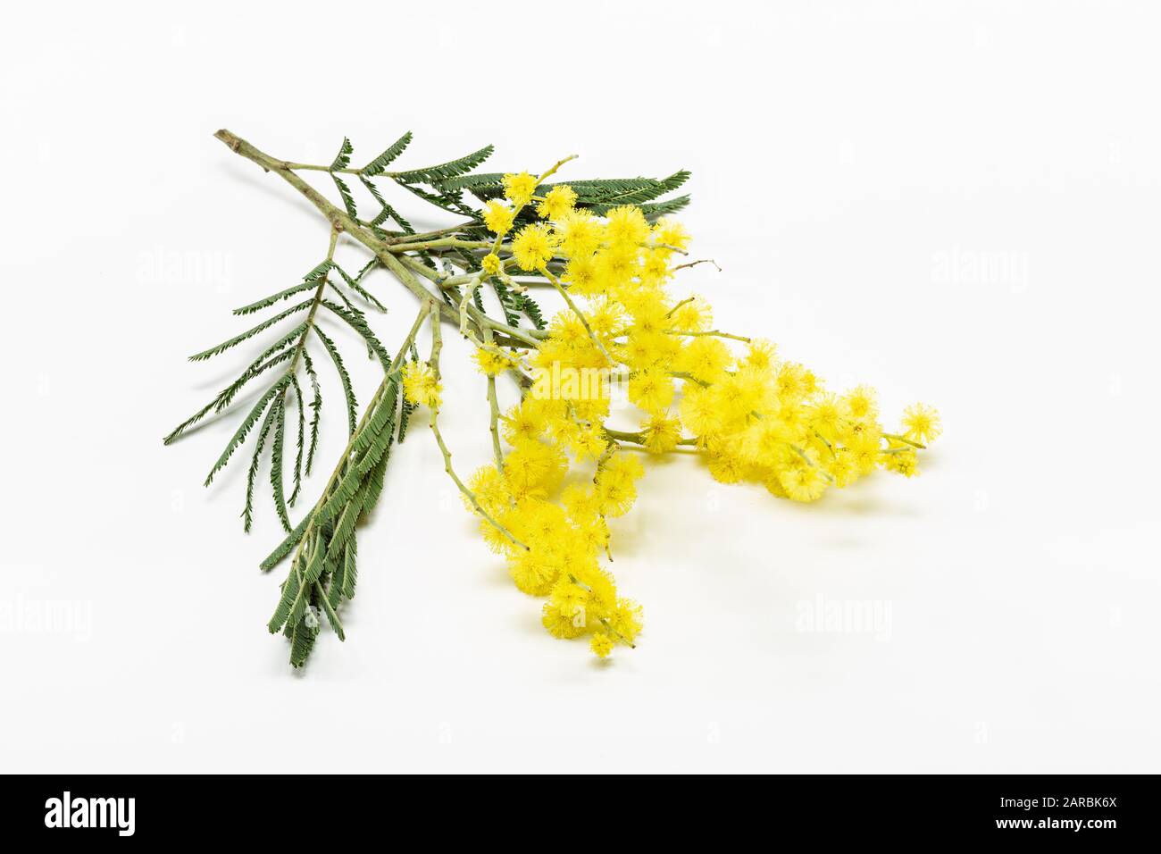 Sfondo mimosa immagini e fotografie stock ad alta risoluzione - Alamy