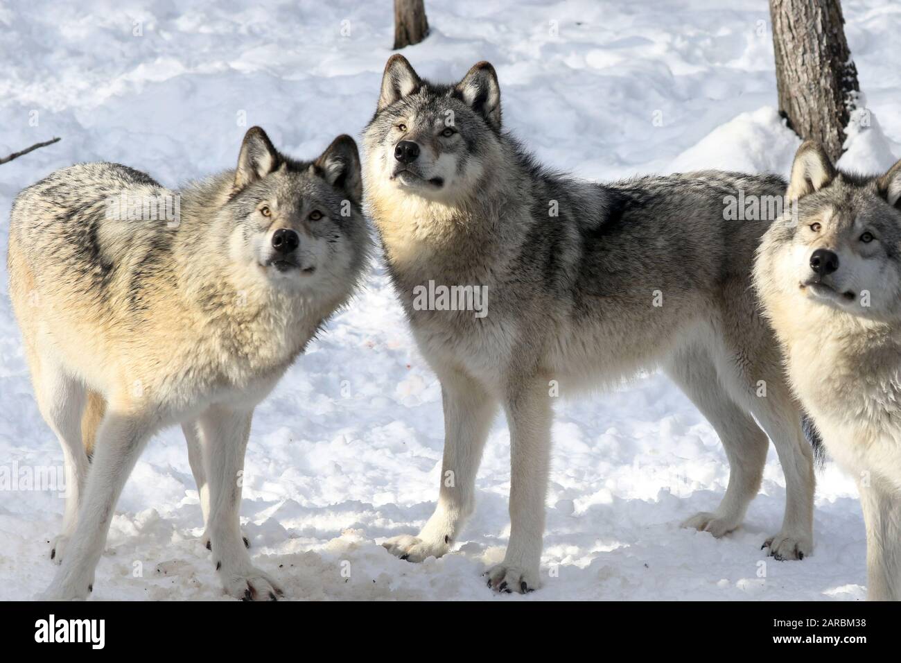 Membri alpha beta e omega pack immagini e fotografie stock ad alta ...