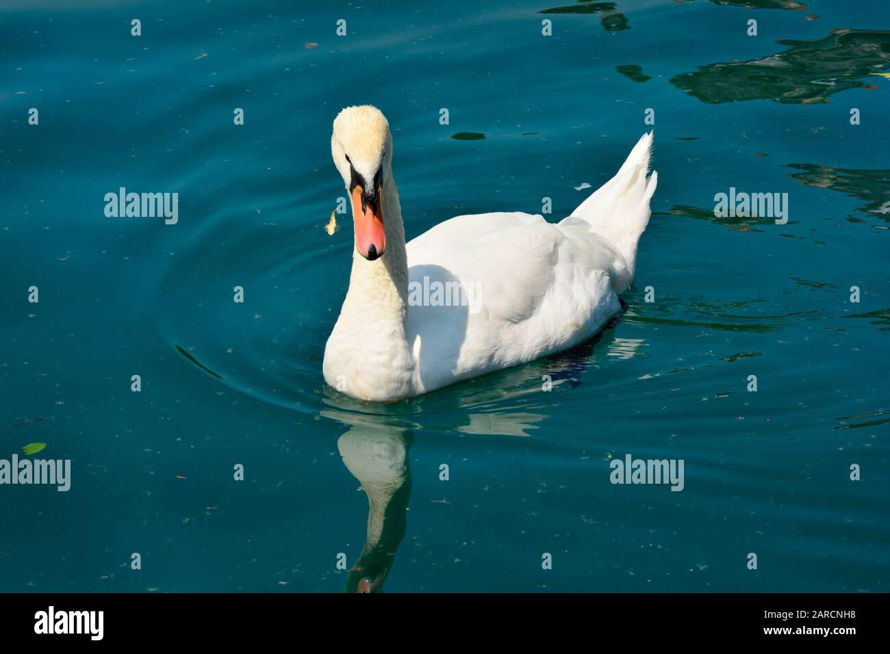 Cigno bianco sul lago immagini e fotografie stock ad alta risoluzione ...