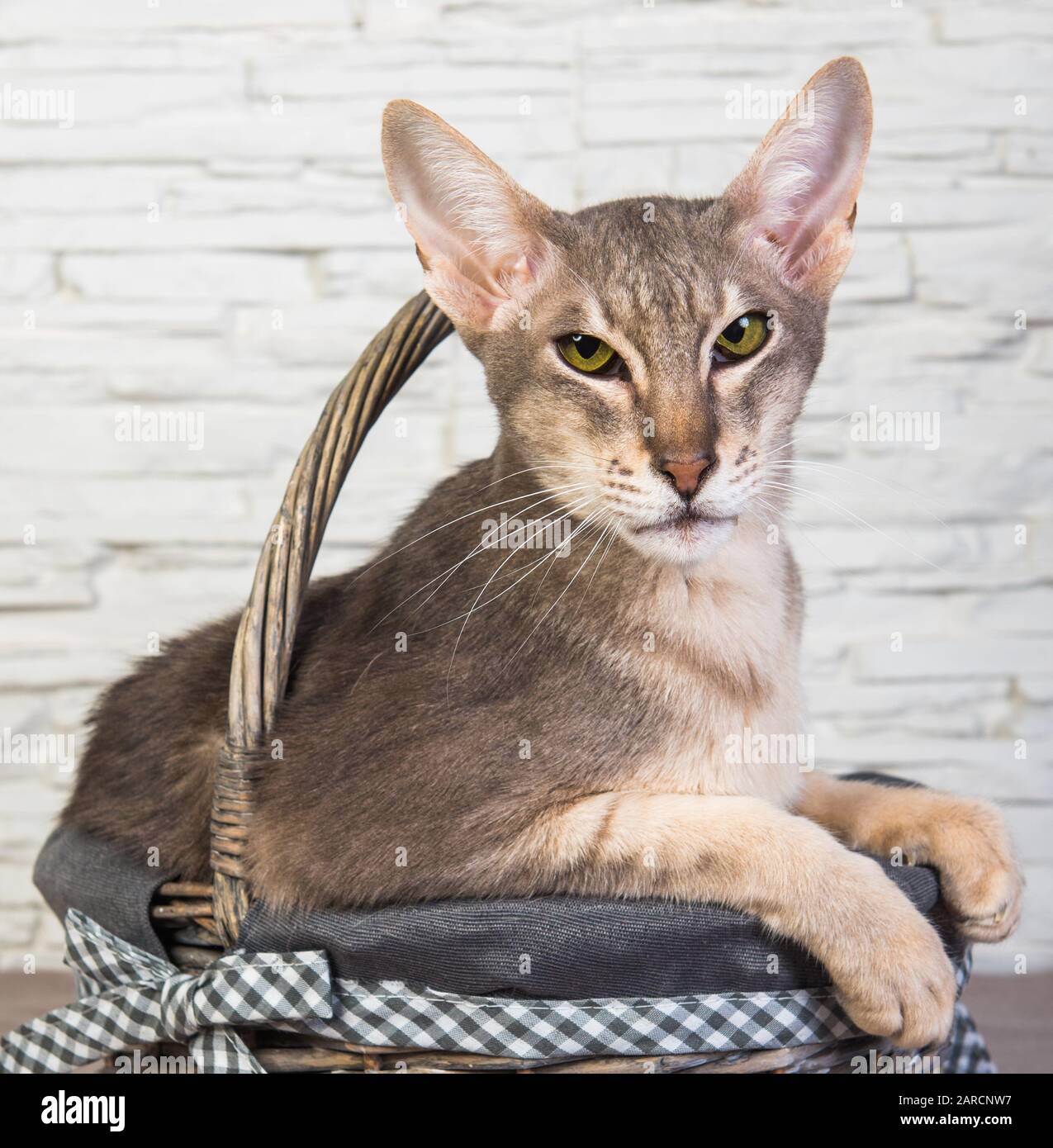 Gattino orientale dello shorthair immagini e fotografie stock ad alta ...
