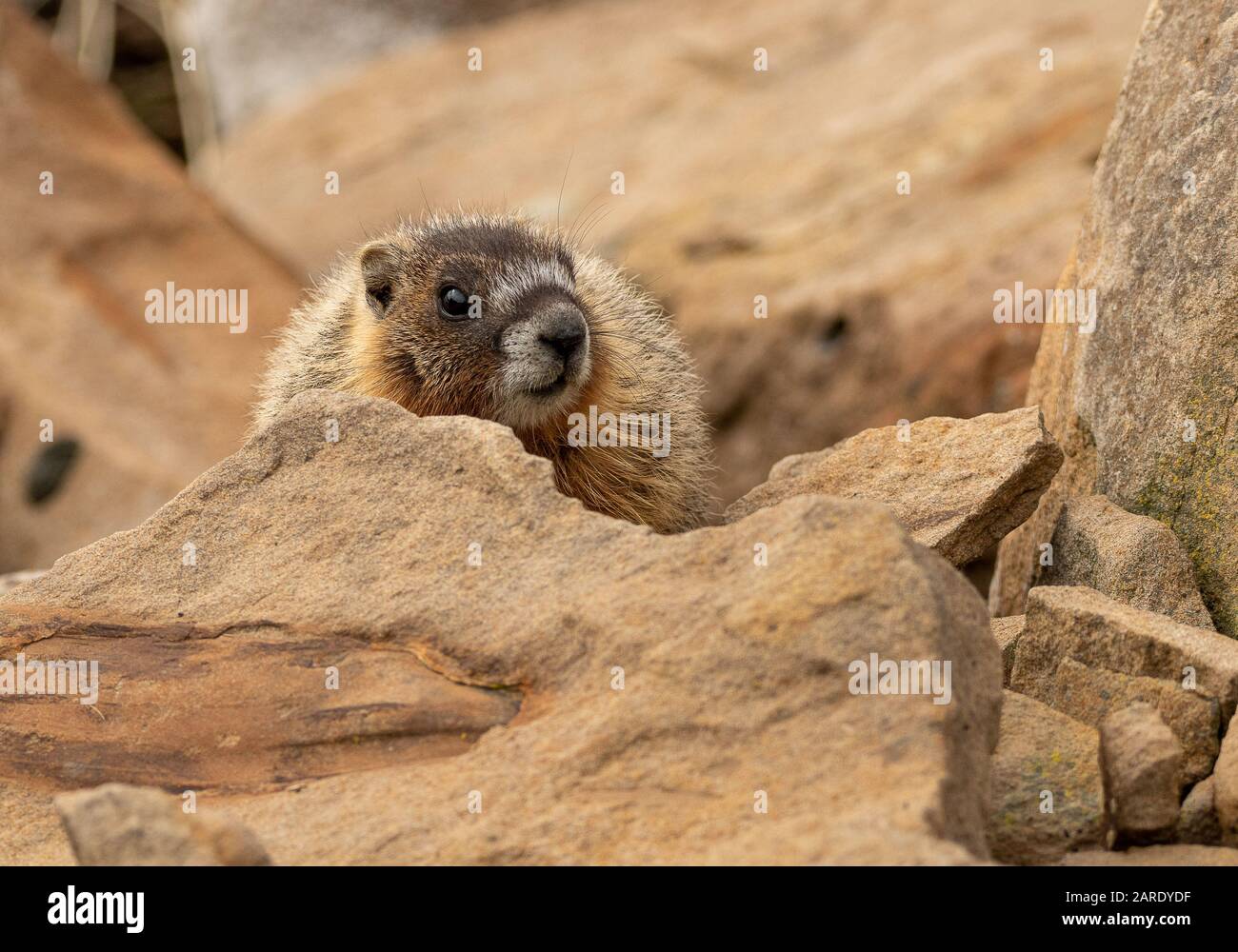 Giovane marmotta immagini e fotografie stock ad alta risoluzione - Alamy