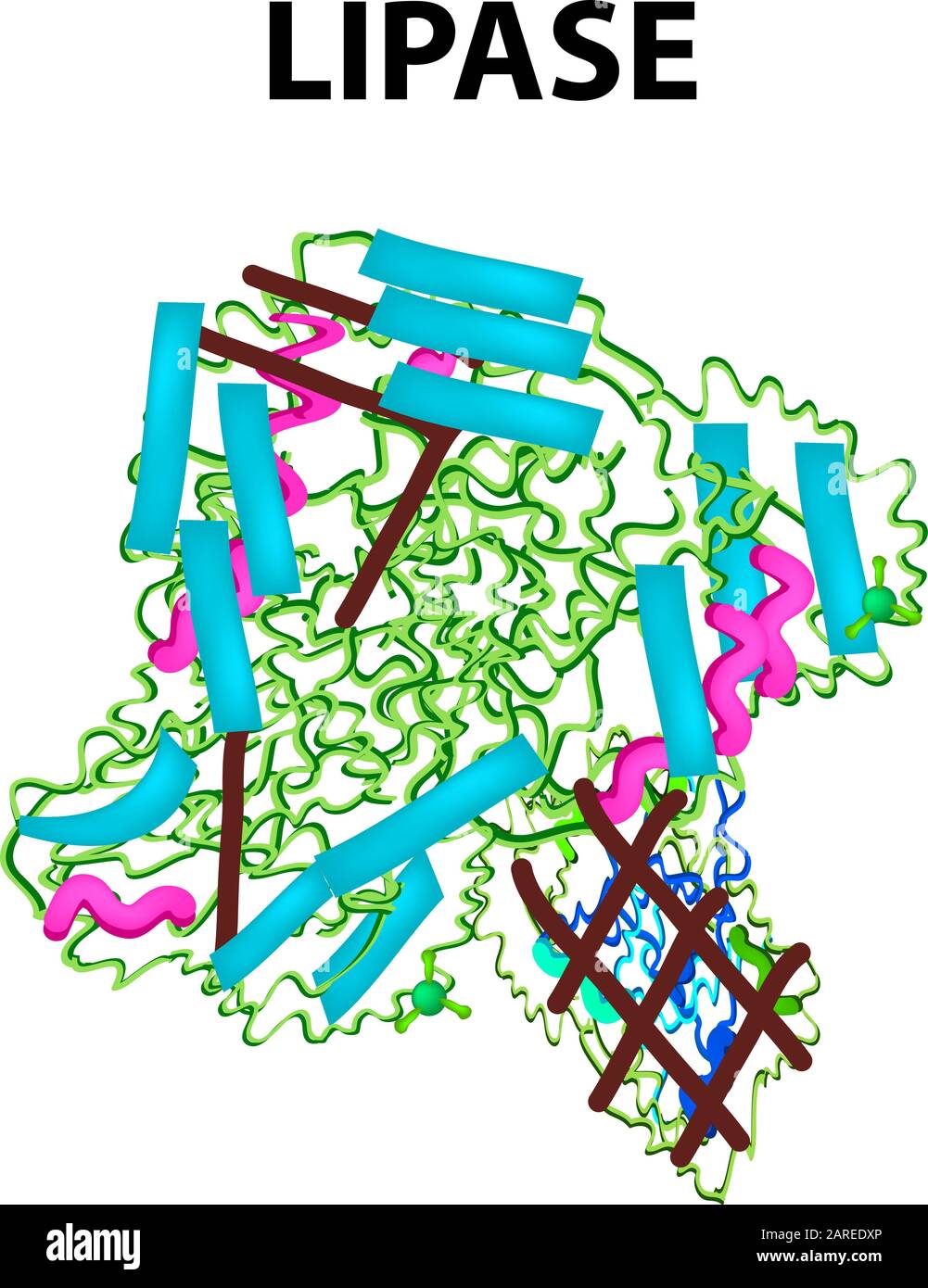 Anatomia dell'enzima Immagini Vettoriali Stock - Alamy