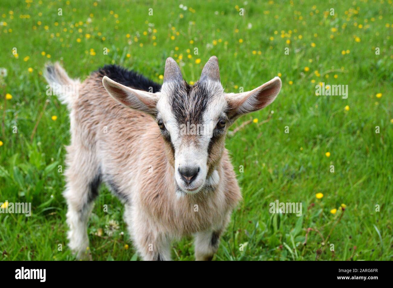 Capra carina immagini e fotografie stock ad alta risoluzione - Alamy