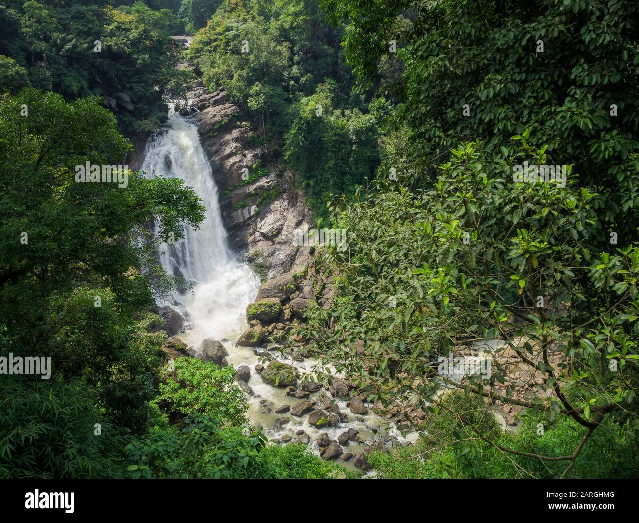 Foresta pluviale india del sud immagini e fotografie stock ad alta ...