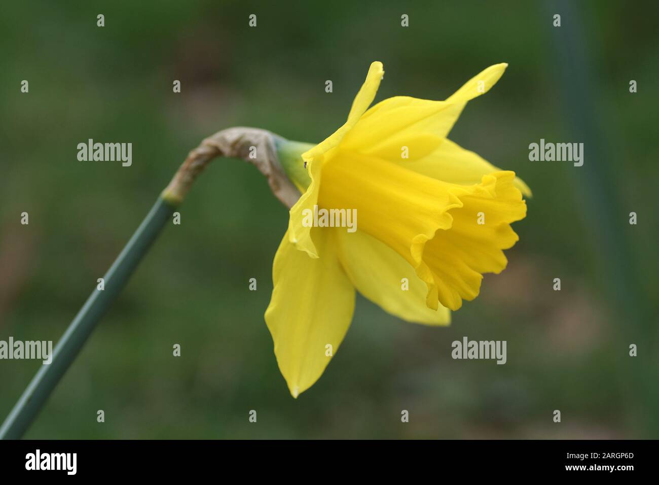 Daffodil galles immagini e fotografie stock ad alta risoluzione - Alamy