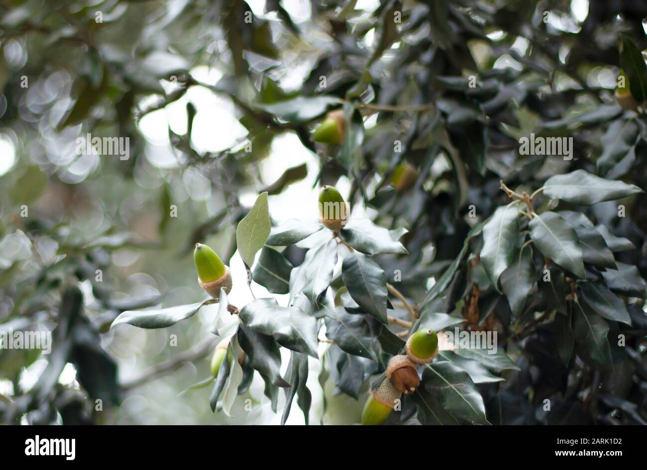 Italy quercus ilex immagini e fotografie stock ad alta risoluzione - Alamy