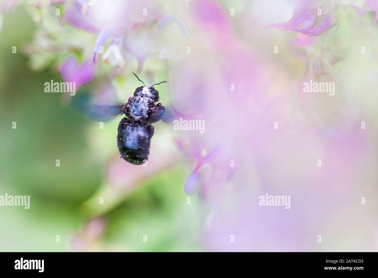 Ape nera immagini e fotografie stock ad alta risoluzione - Alamy