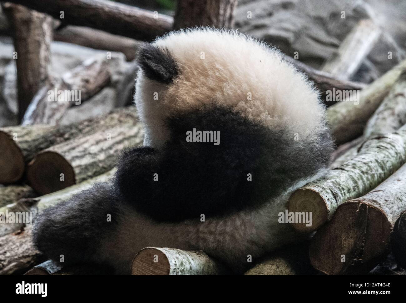 Panda gemello immagini e fotografie stock ad alta risoluzione - Alamy