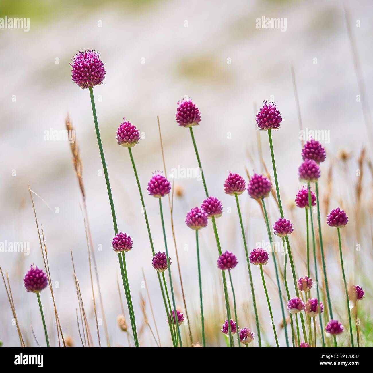 Specie di piante calcaree immagini e fotografie stock ad alta ...