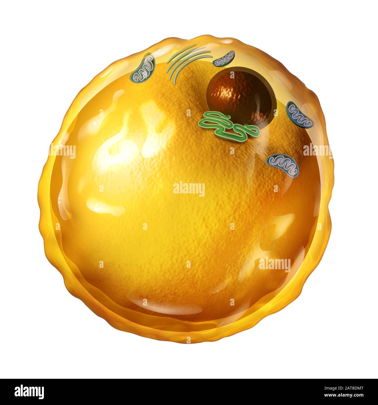 Diagramma microscopico delle cellule adipocite grasse con nucleo ...