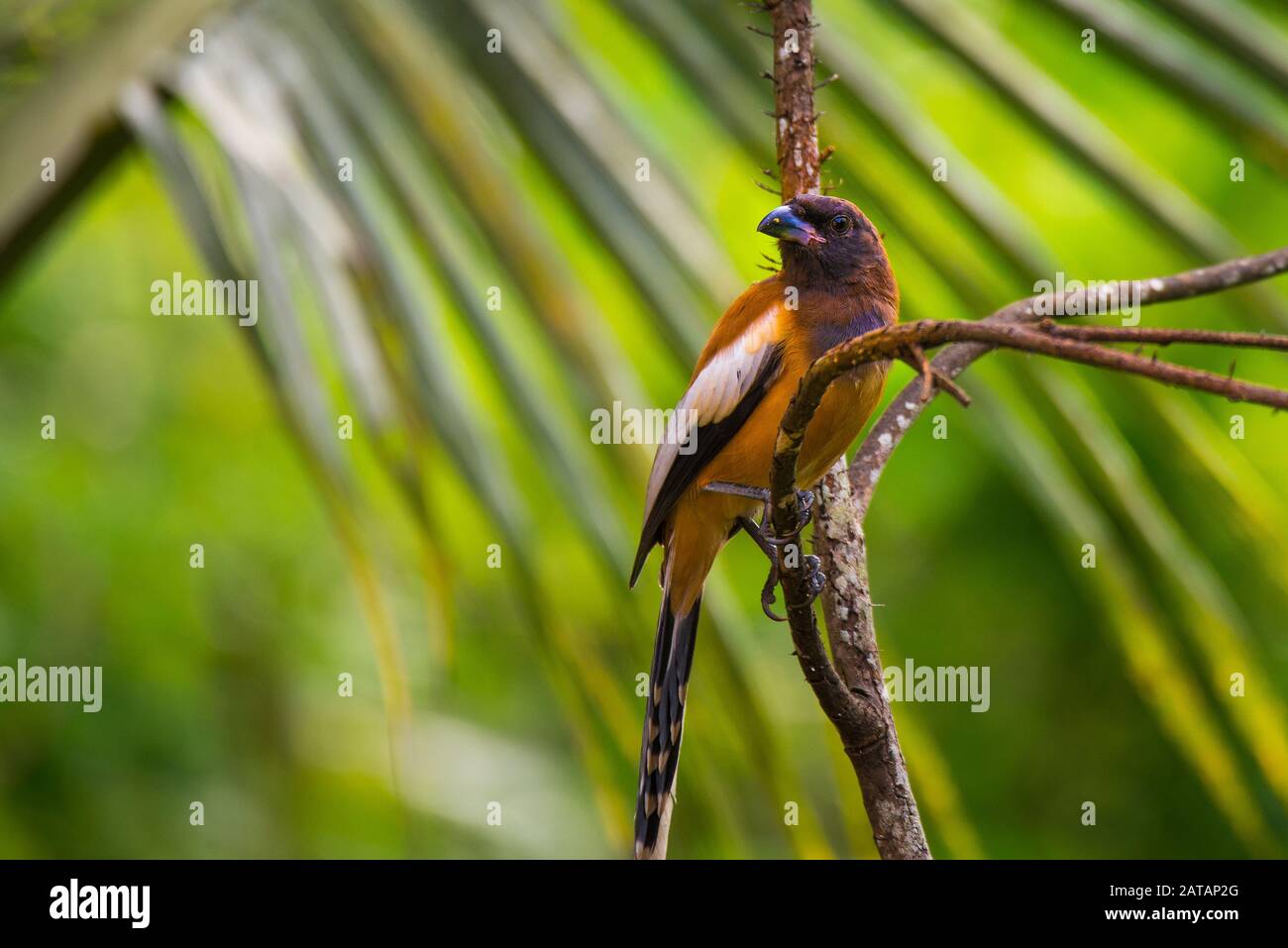 Fauna selvatica nel kerala immagini e fotografie stock ad alta ...