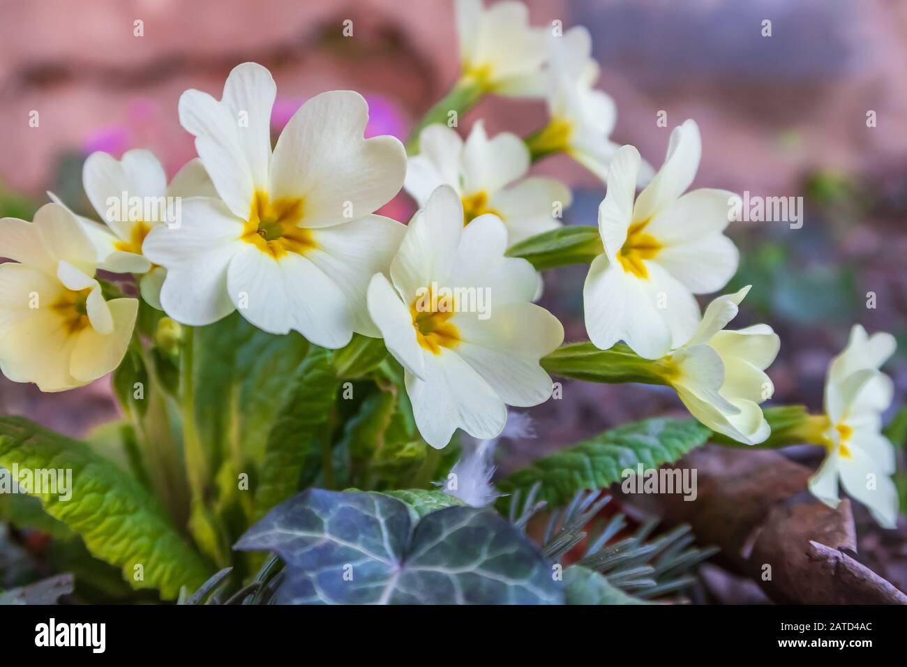 Belle primule immagini e fotografie stock ad alta risoluzione - Alamy