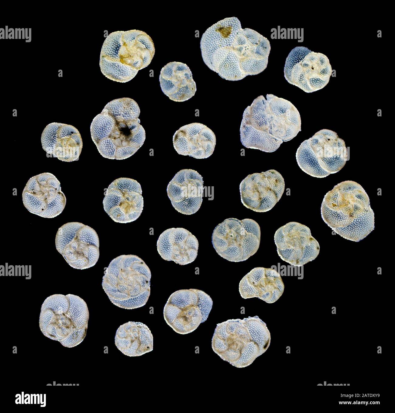 Rosalina globularis immagini e fotografie stock ad alta risoluzione - Alamy