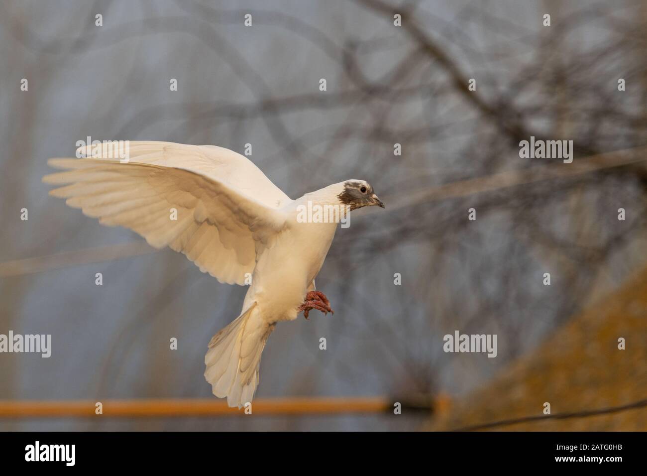 Colomba bianca in volo immagini e fotografie stock ad alta risoluzione ...