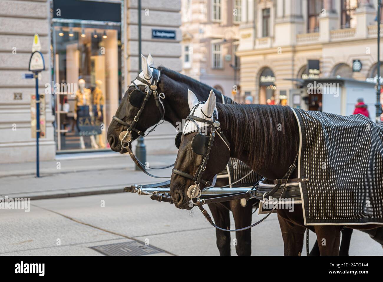 Carrozza a cavallo di vienna immagini e fotografie stock ad alta ...