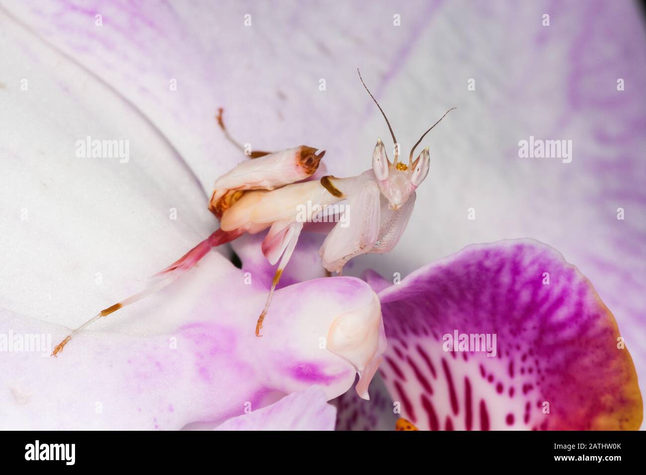 Rosa orchidee mantis immagini e fotografie stock ad alta risoluzione ...