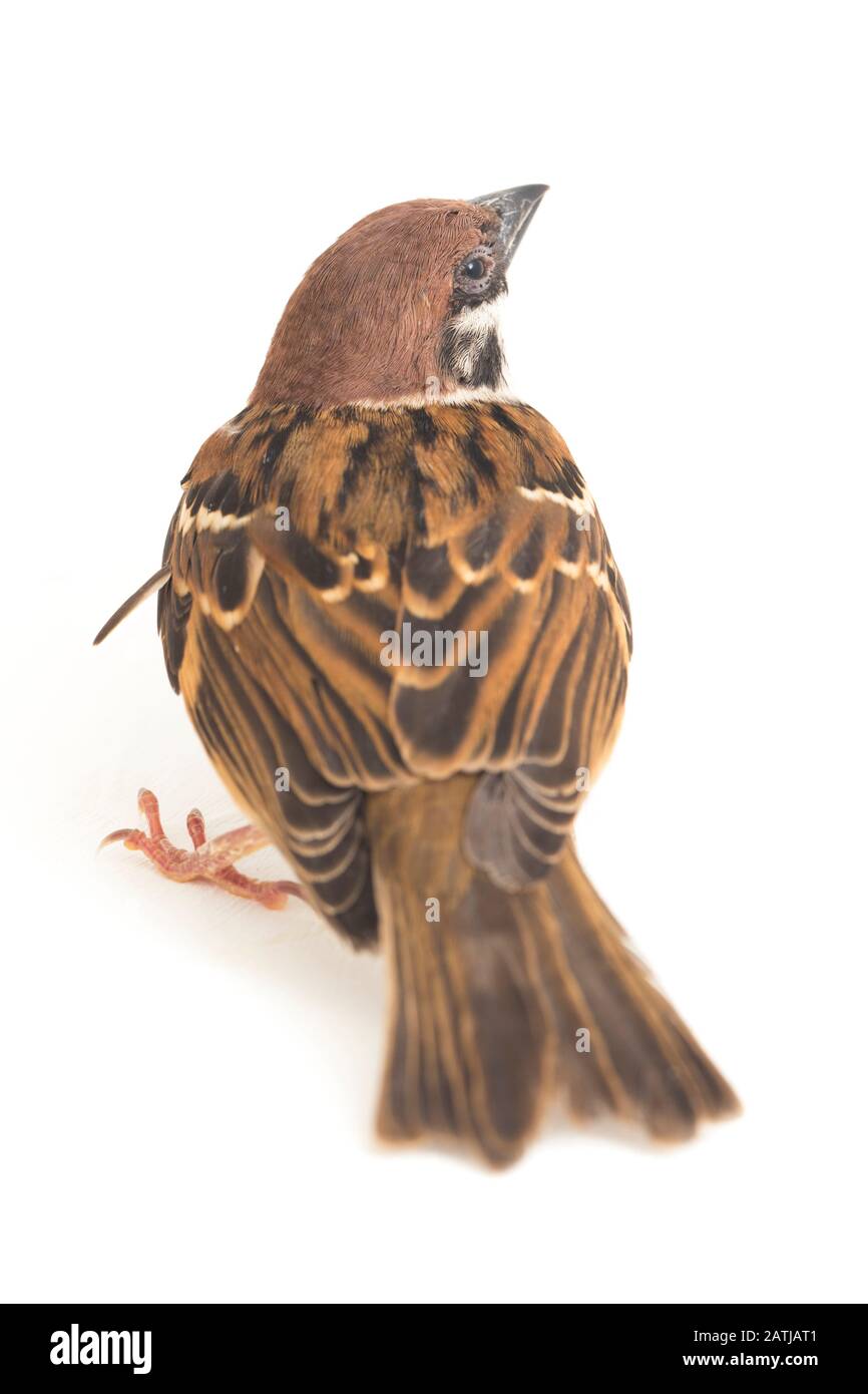 Old world passerine birds Immagini senza sfondo e Foto Stock ritagliate ...