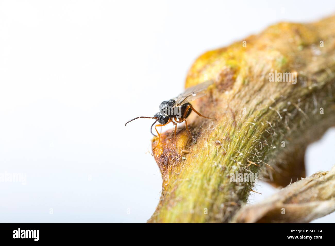 Insetto tipo vespa immagini e fotografie stock ad alta risoluzione - Alamy