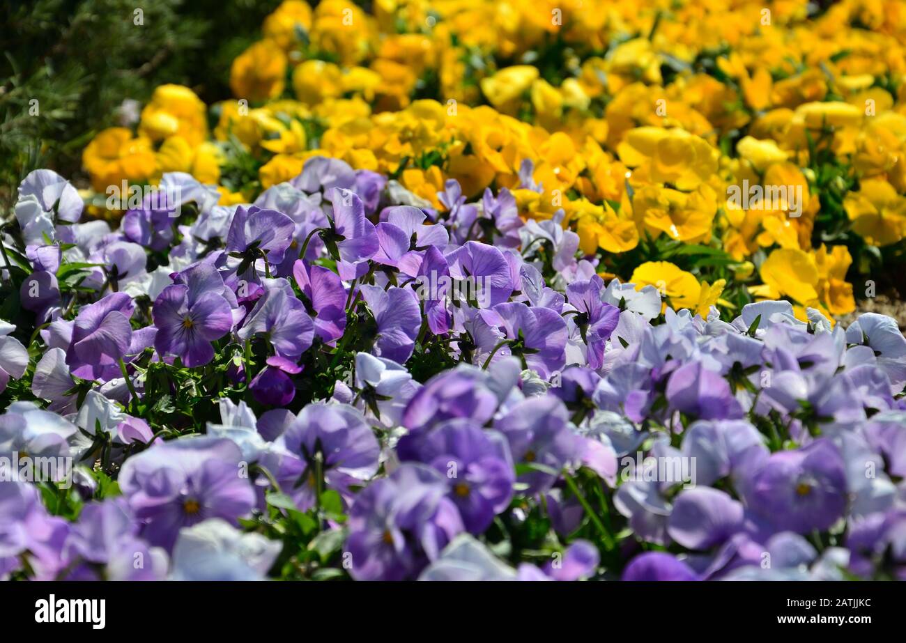 Contrasto cromatico vivace immagini e fotografie stock ad alta ...