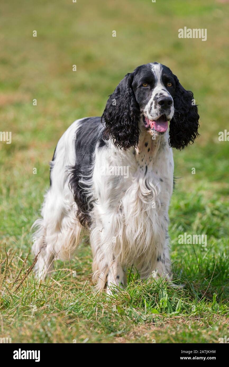 English springer spaniel immagini e fotografie stock ad alta ...