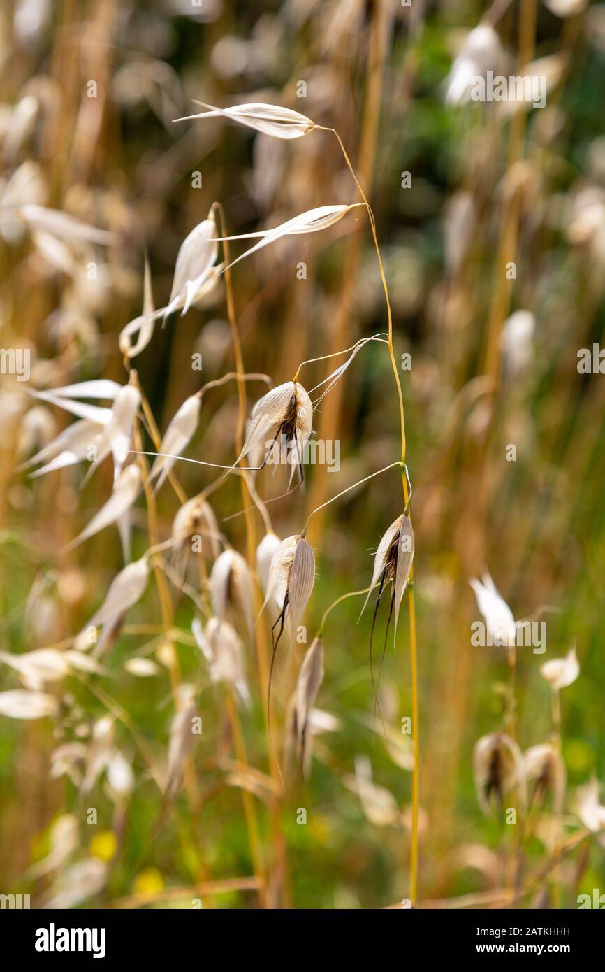 Semi di avena selvatica immagini e fotografie stock ad alta risoluzione ...