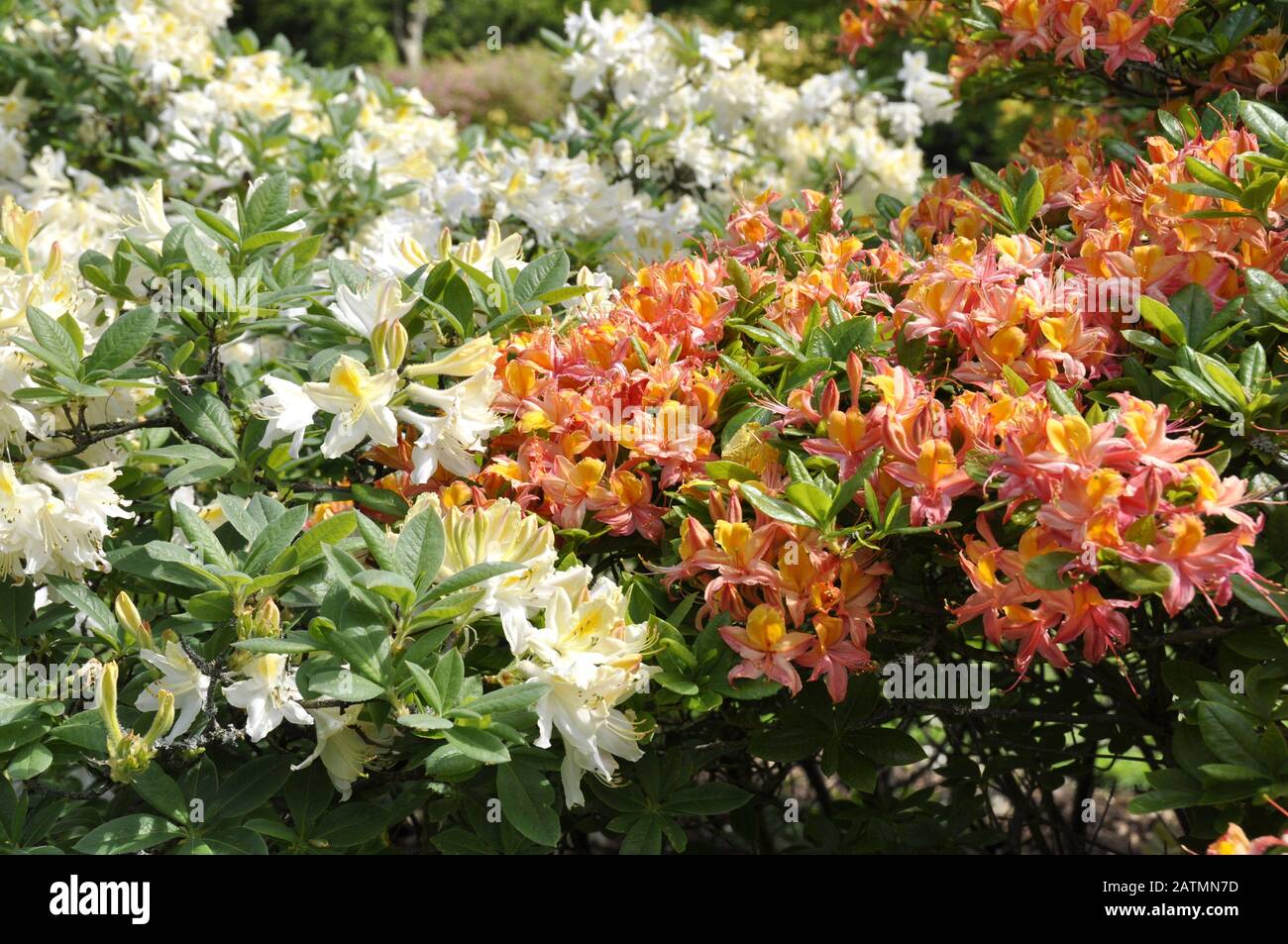 Rododendro bianco in giardino immagini e fotografie stock ad alta ...
