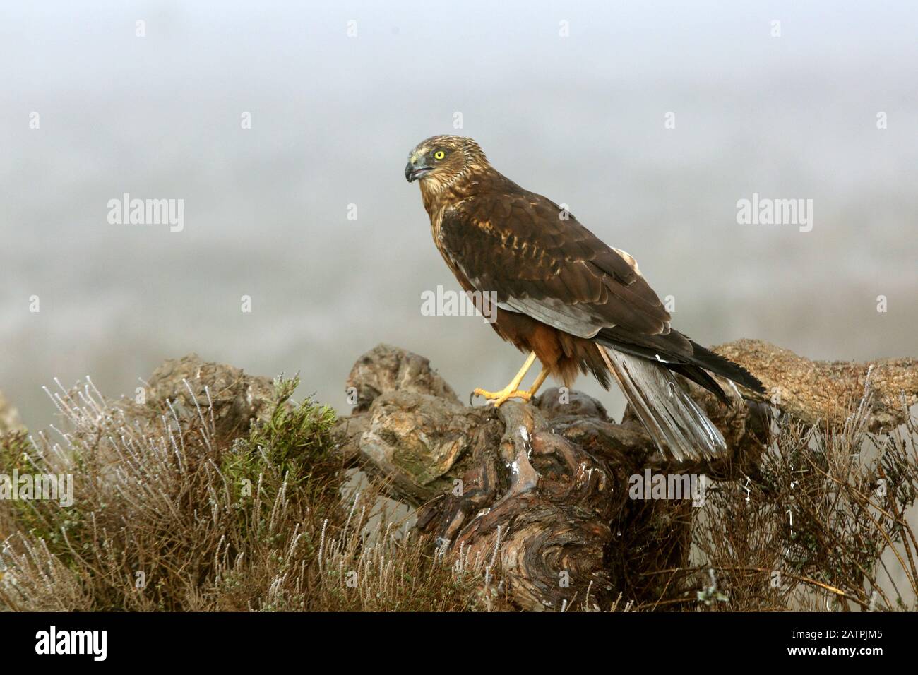 Harrier falchi immagini e fotografie stock ad alta risoluzione - Alamy