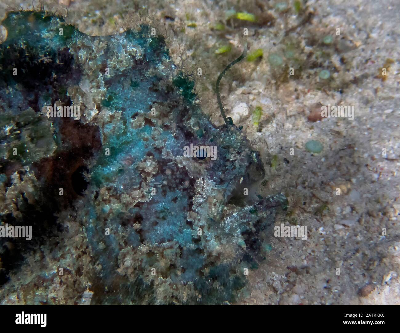 Rana dalla bocca di marmo immagini e fotografie stock ad alta ...