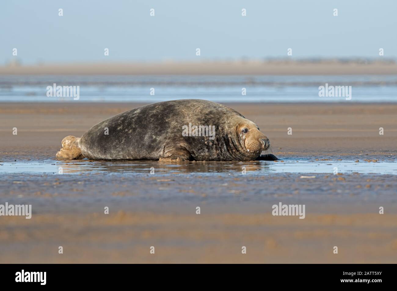 Foca grigia halichoerus grypus maschio immagini e fotografie stock ad ...