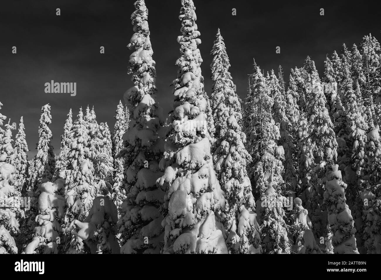 Albero innevato in bianco e nero immagini e fotografie stock ad alta ...