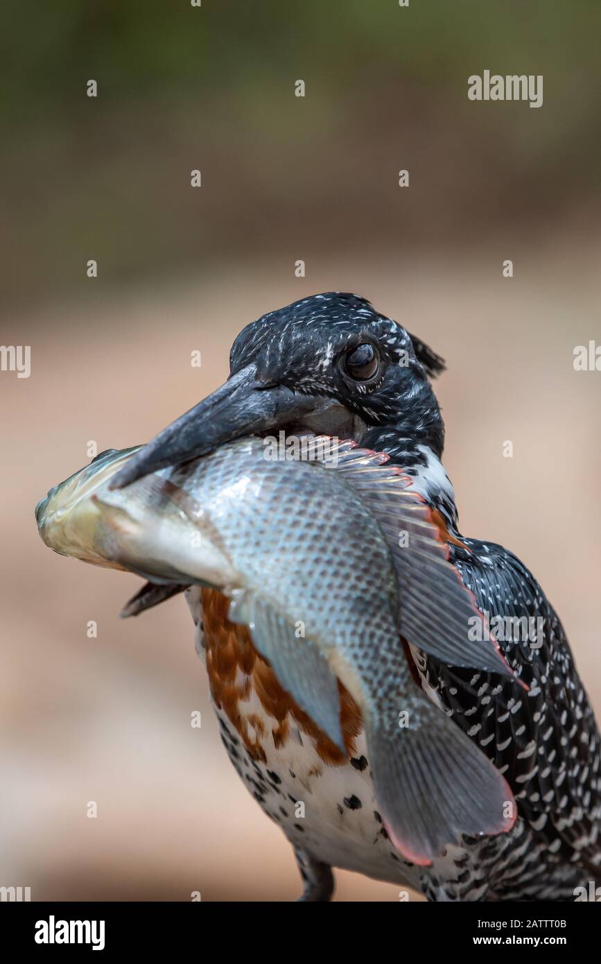 Uccello rapace che mangia pesce immagini e fotografie stock ad alta ...