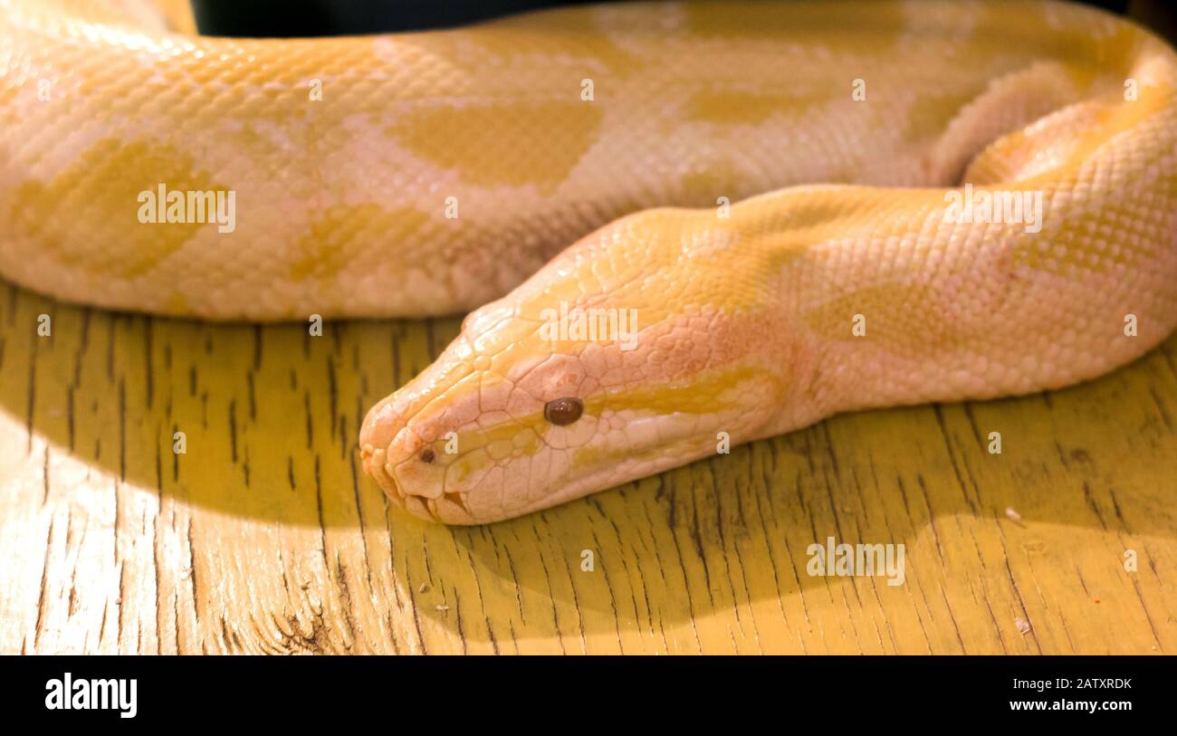 Boa constrictor giallo immagini e fotografie stock ad alta risoluzione ...
