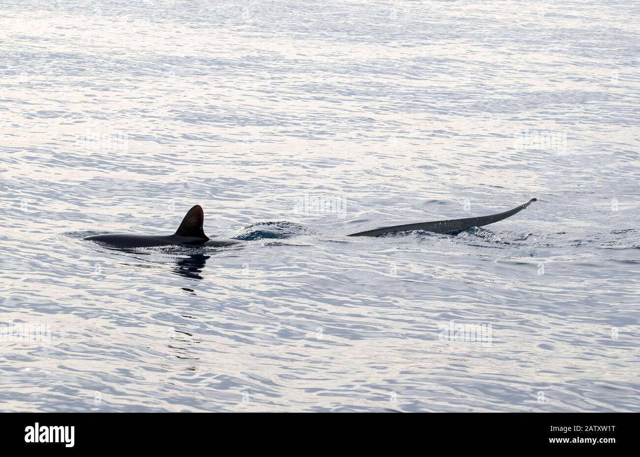 Squalo volpe immagini e fotografie stock ad alta risoluzione - Alamy