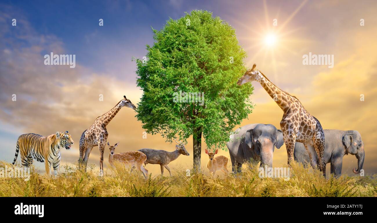 Elefante della giungla immagini e fotografie stock ad alta risoluzione ...