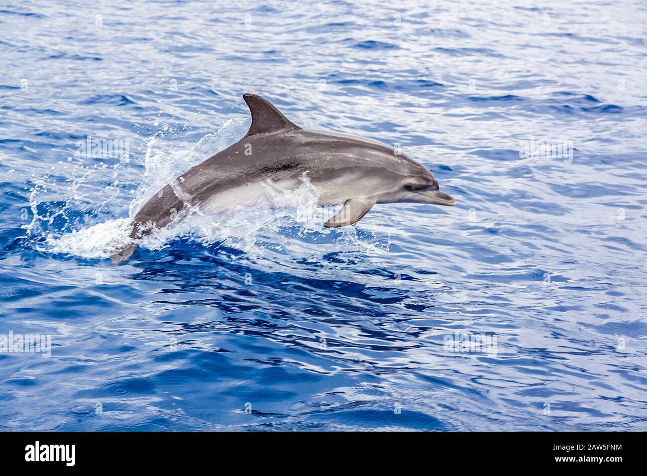 Delfino comune con naso a bottiglia immagini e fotografie stock ad alta ...