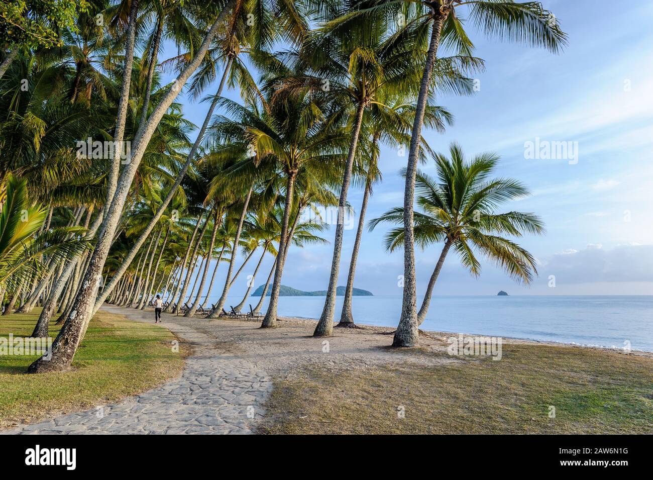 Palme tropicali della spiaggia australia immagini e fotografie stock ad ...
