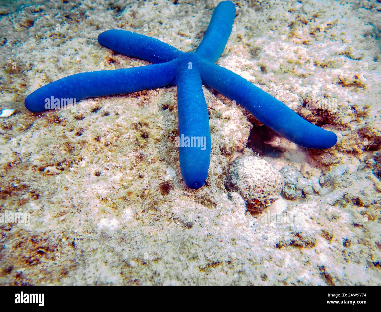 Macro linckia immagini e fotografie stock ad alta risoluzione - Alamy