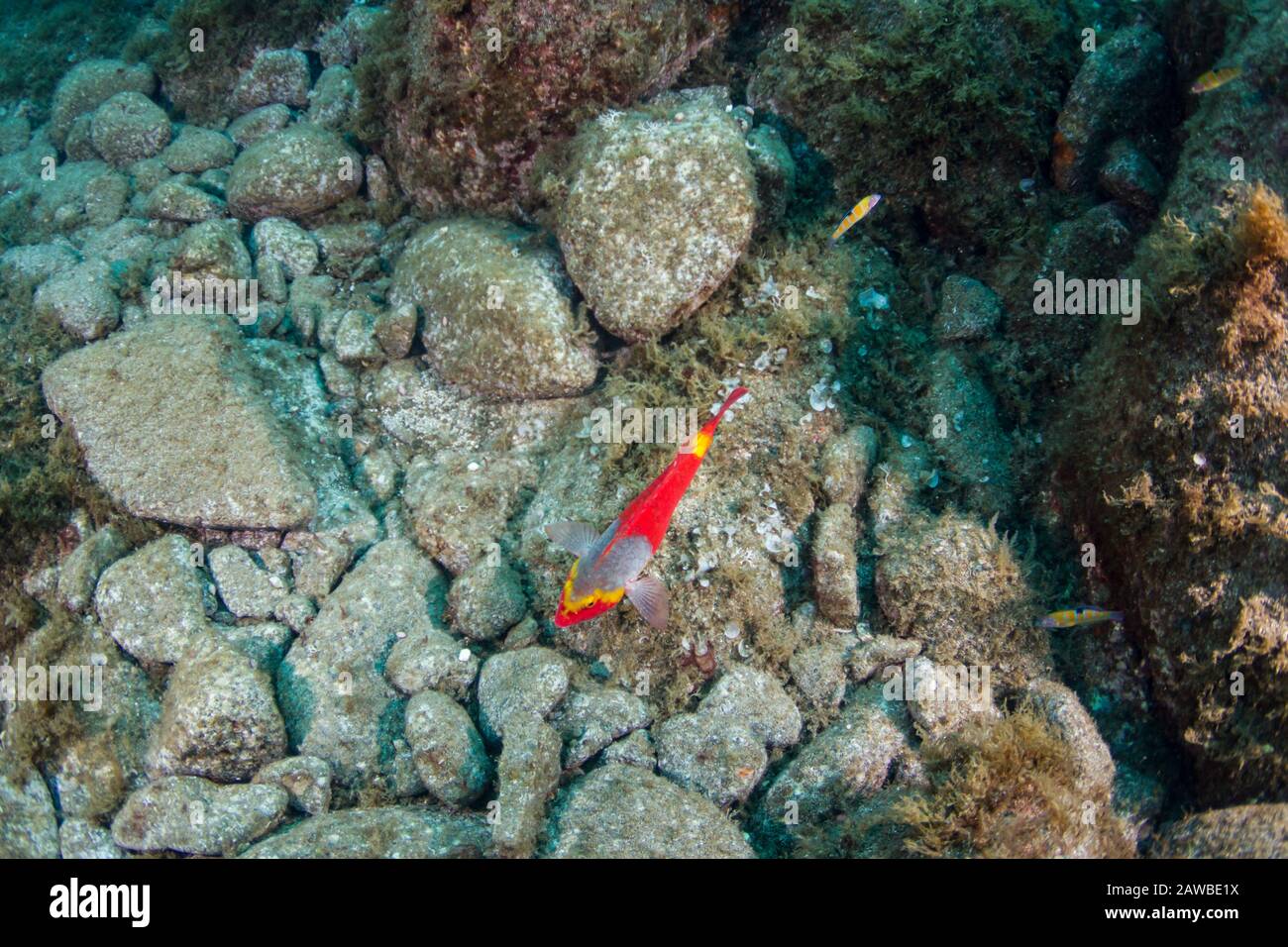 Pesce pappagallo mediterraneo immagini e fotografie stock ad alta ...