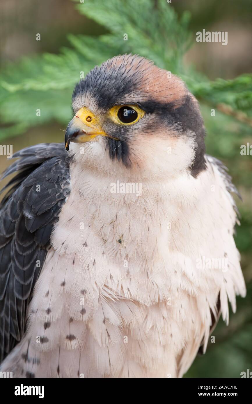 Falco lanario immagini e fotografie stock ad alta risoluzione - Alamy