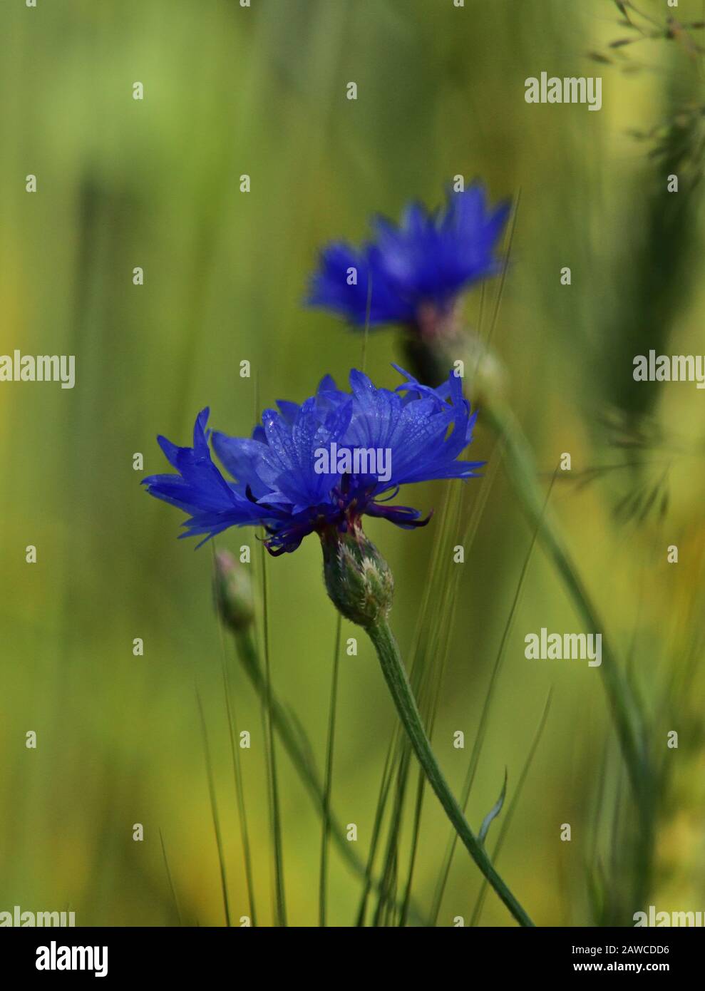 Campo di grano con fiordaliso Immagini e Fotos Stock - Alamy