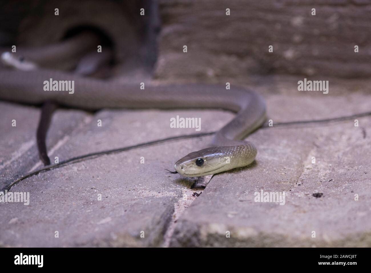 Nero mamba dendroaspis polylepis immagini e fotografie stock ad alta ...