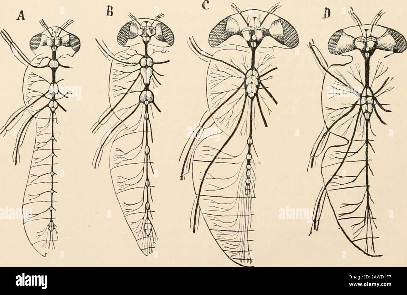 Testo-libro dell'anatomia comparativa ts e 8 (in Campodea 7) gangli ...